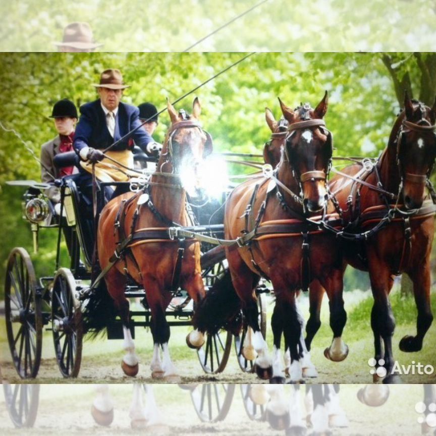 Упряжь для лошадей, производства гост