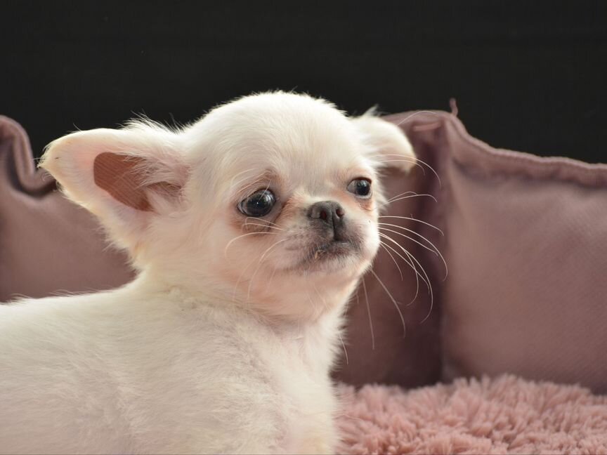 Щенки чихуахуа