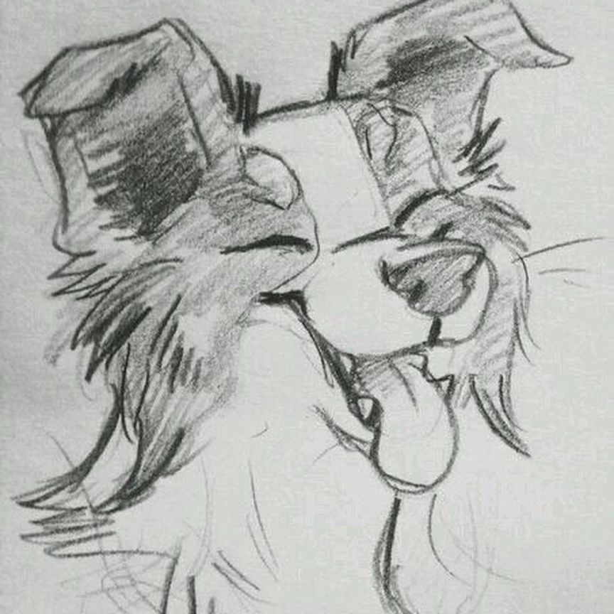 Русую ваших питомцев