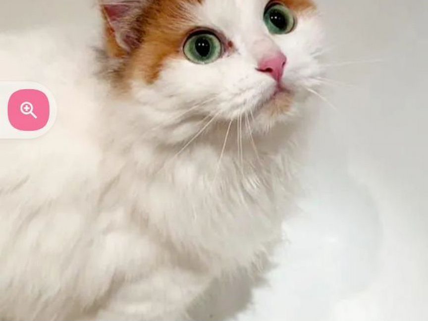Кошечка Софи