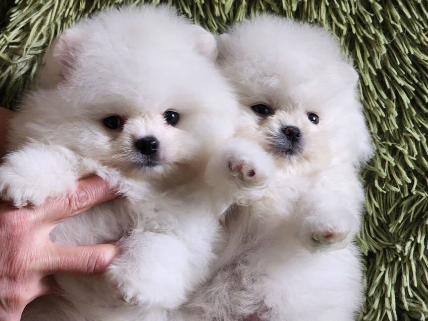 Померанский шпиц