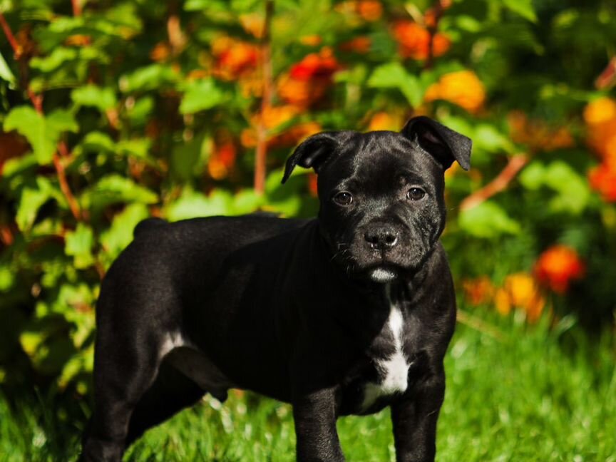 Мальчик стаффордширского бультерьера