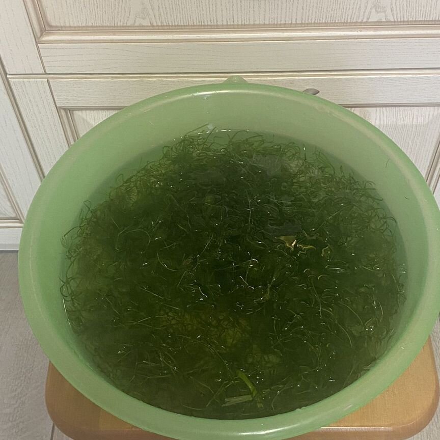 Водоросли для аквариума