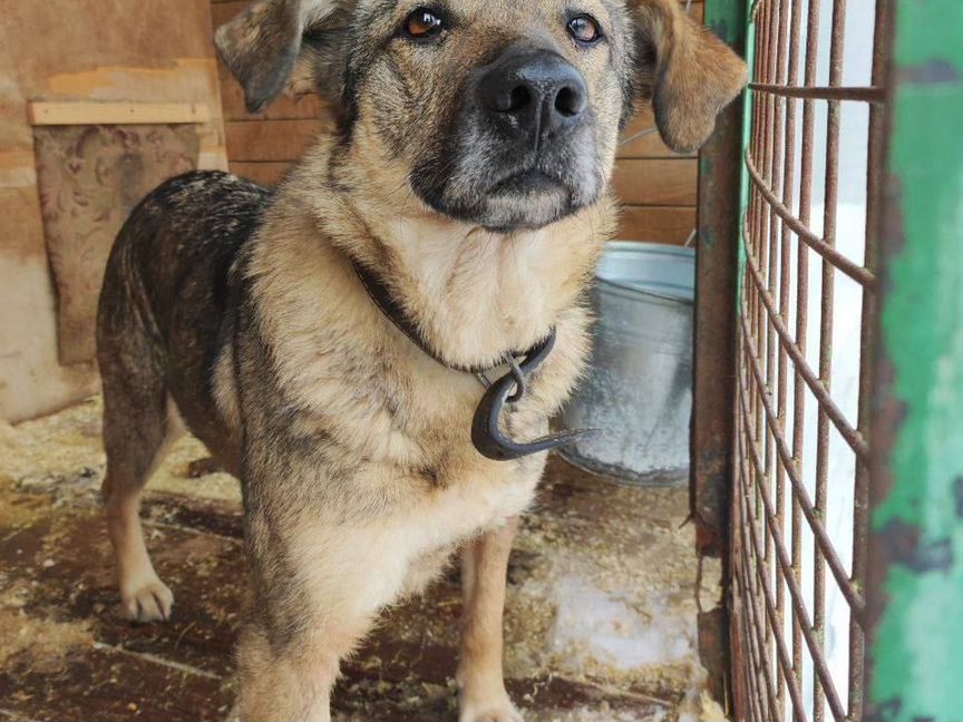 Ласковая собака Боня грустит в приюте
