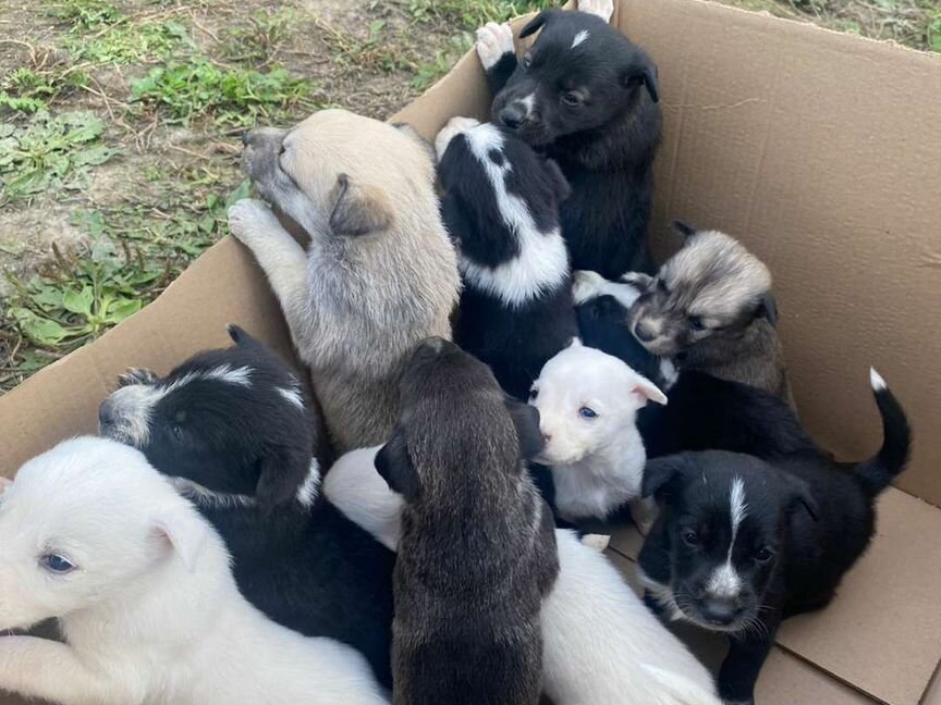 Щенки в добрые руки
