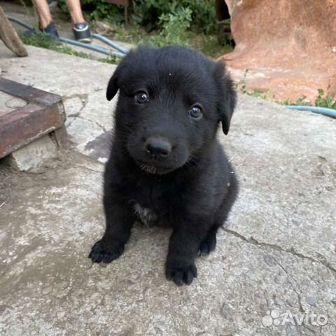 Собаки