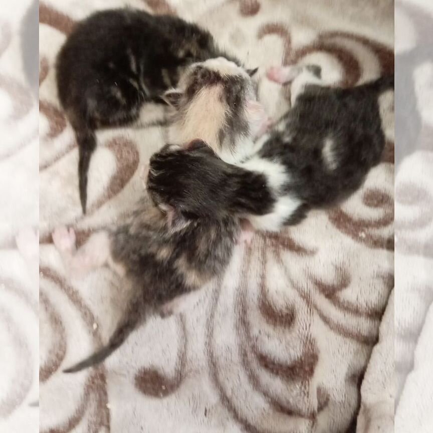 Котёнок в добрые руки