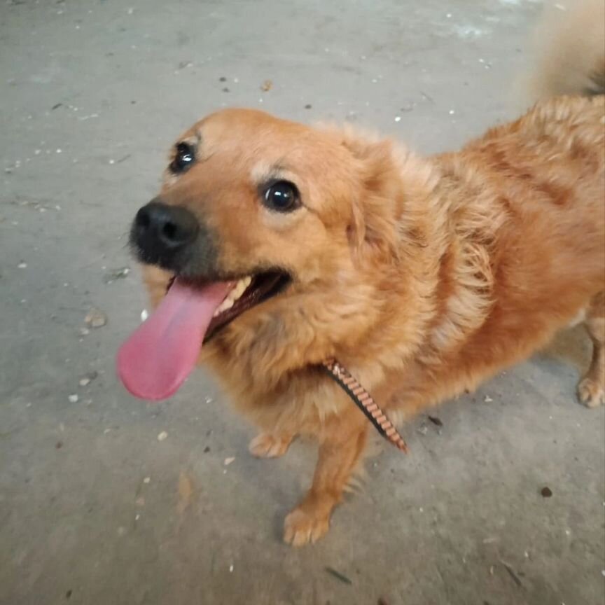 Собака в добрые руки