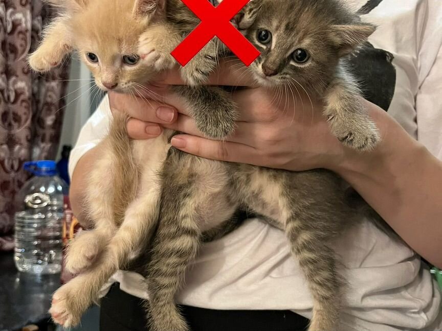 Котята в добрые руки