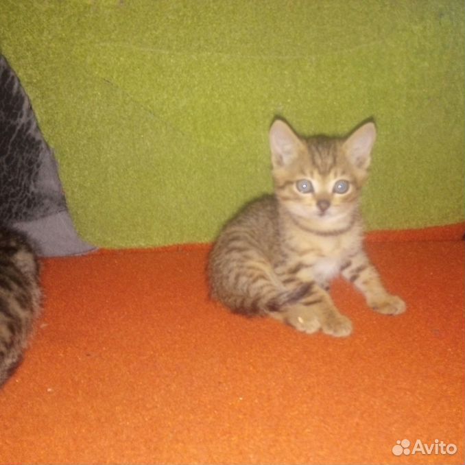 Милые котята отдам привезу