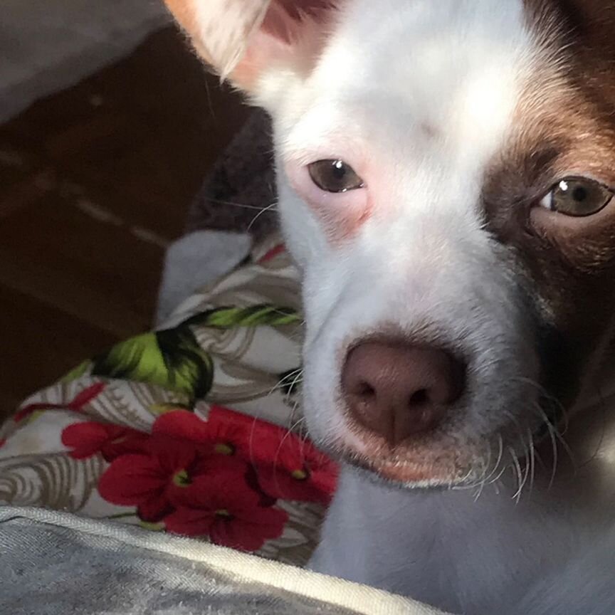 Собака в добрые руки отдам бесплатно