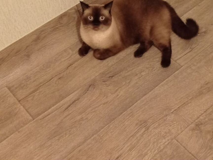 Британский кот шоко поинт