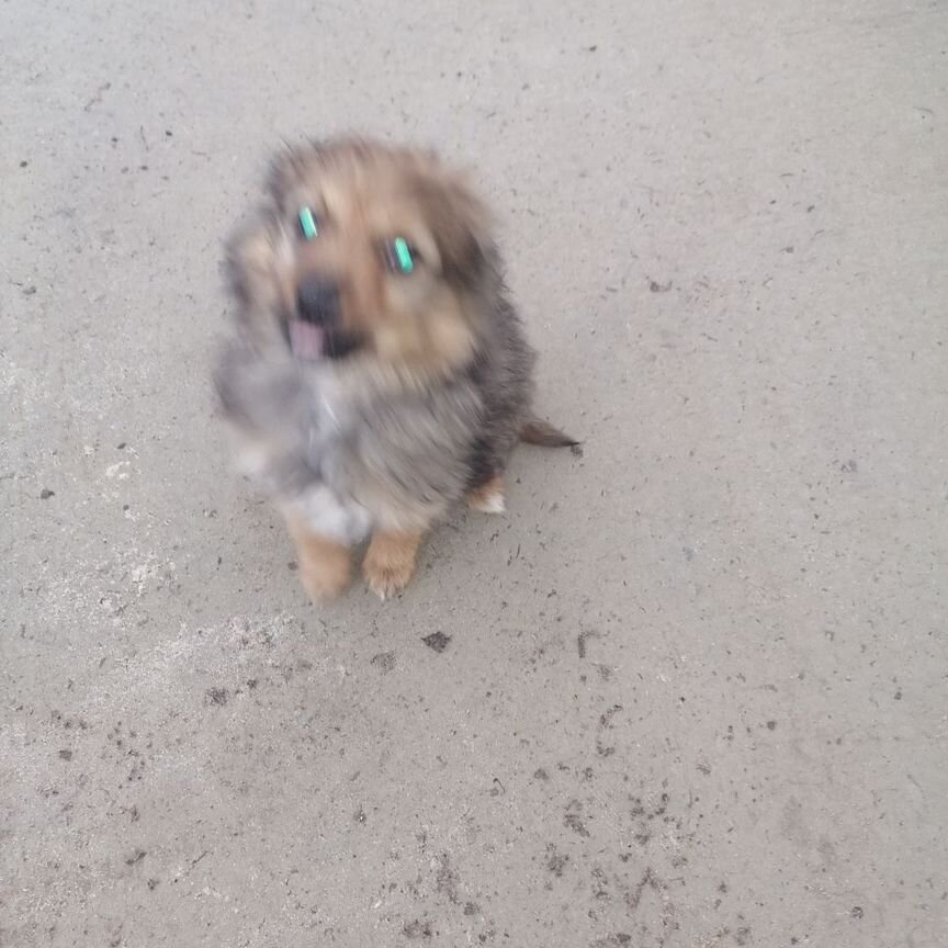 В добрые руки, воспитанная собачка