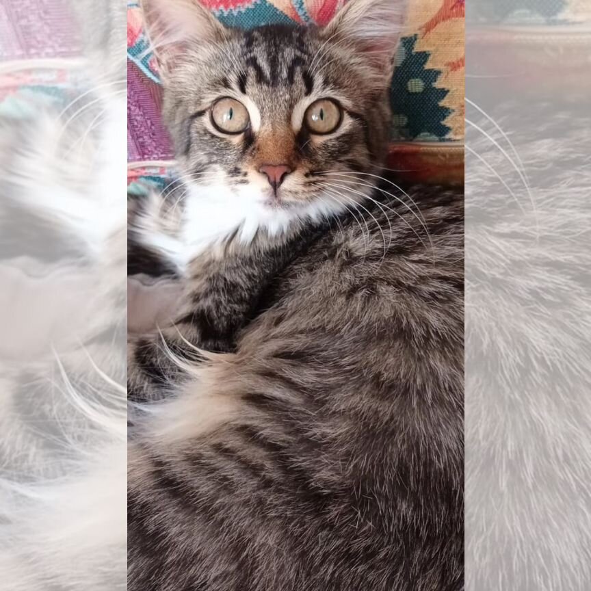 Кошечка в добрые руки