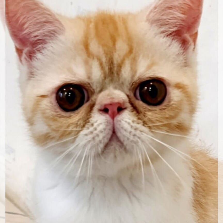 Экзотический короткошёрстный котёнок