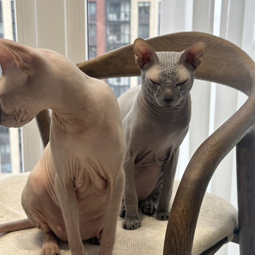 Кот и кошка сфинкс донской