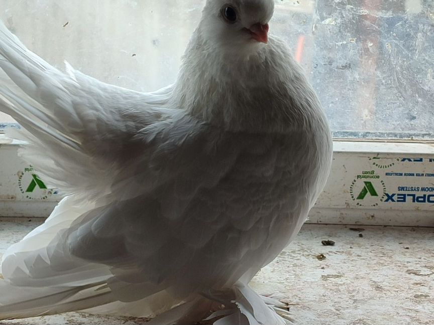 Продам статных голубей