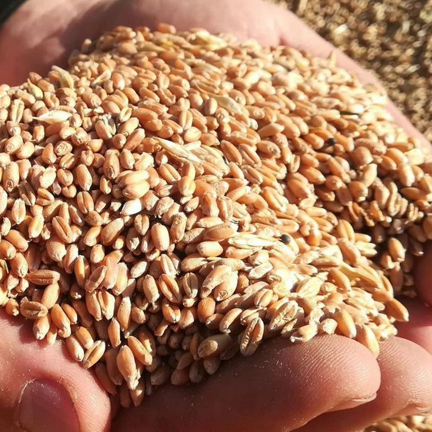 Пшеница 500кг