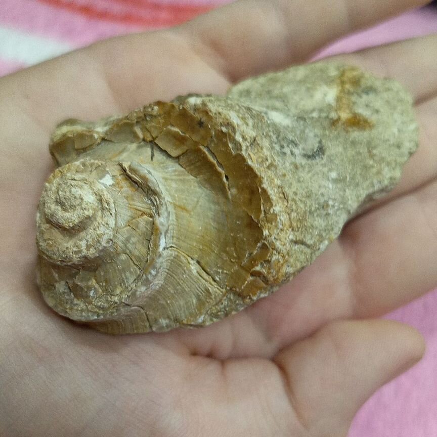 Окаменелость улитки