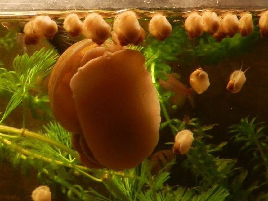 Улитки аквариумные ампулярии