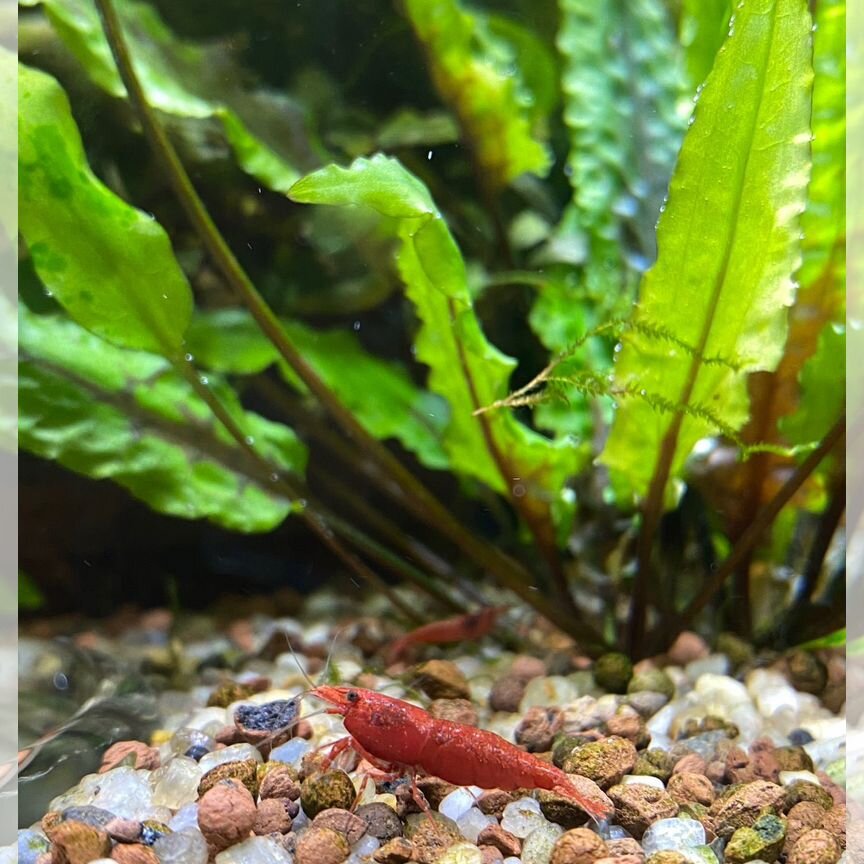 Креветки вишня