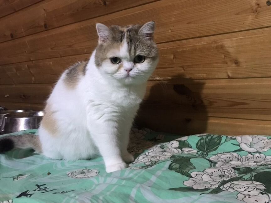 Кошка 11месяцев