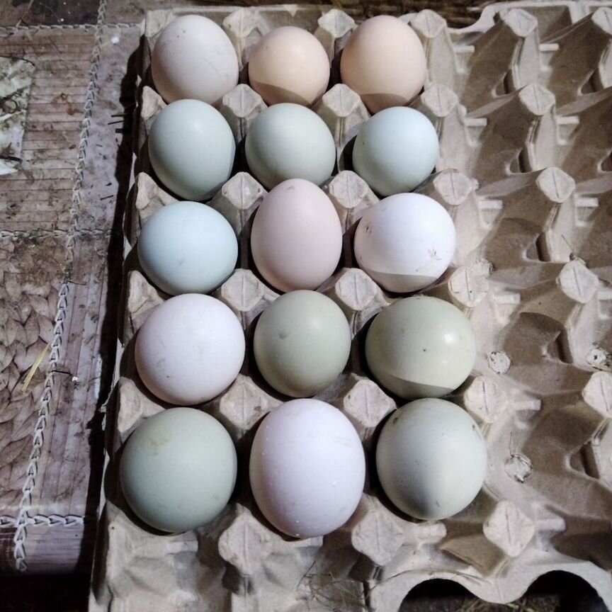 Инкубационное яйцо