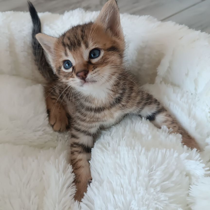 Чаузи котёнок