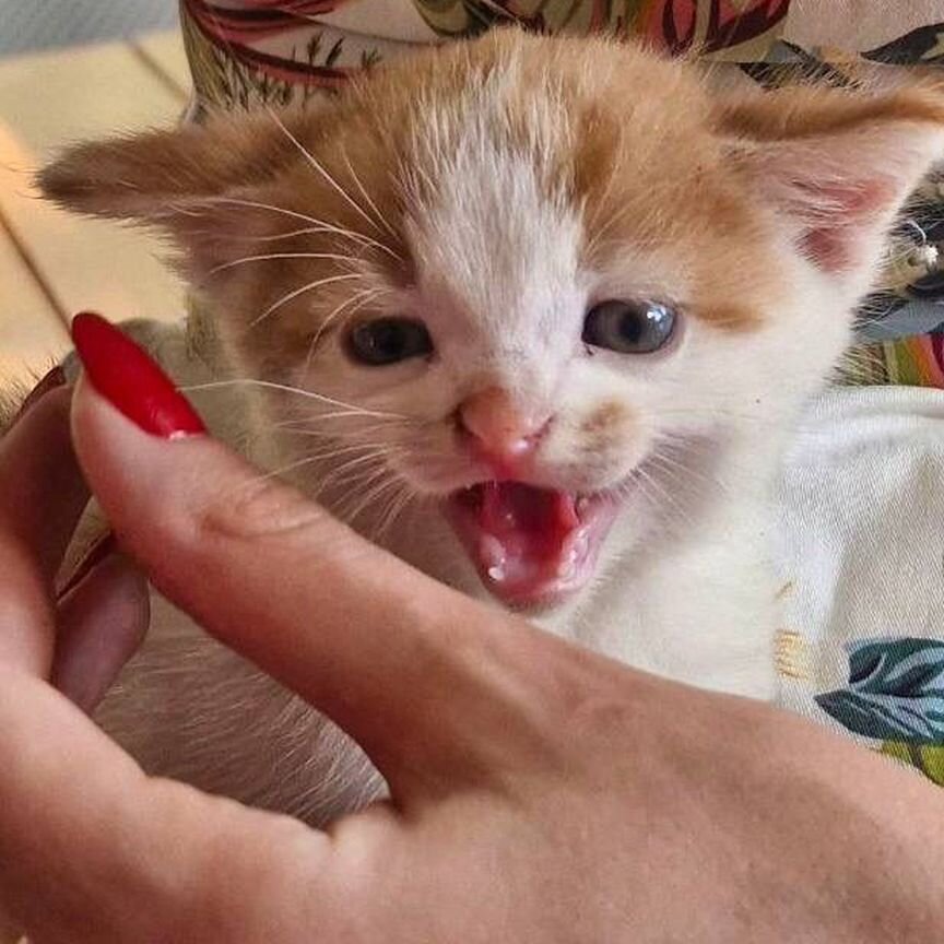 Котёнок Огонёк, мальчик, рыжий