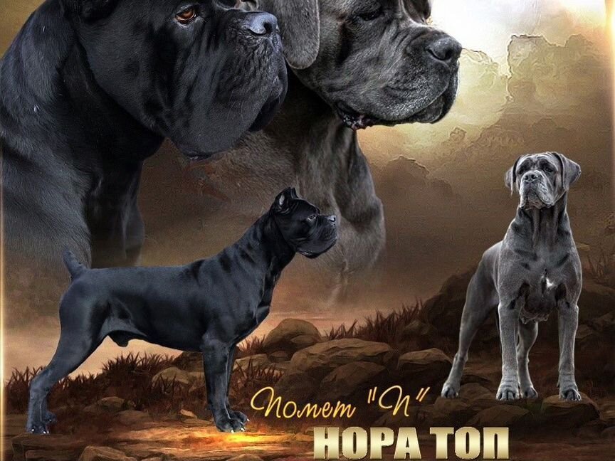 Щенки Кане Корсо