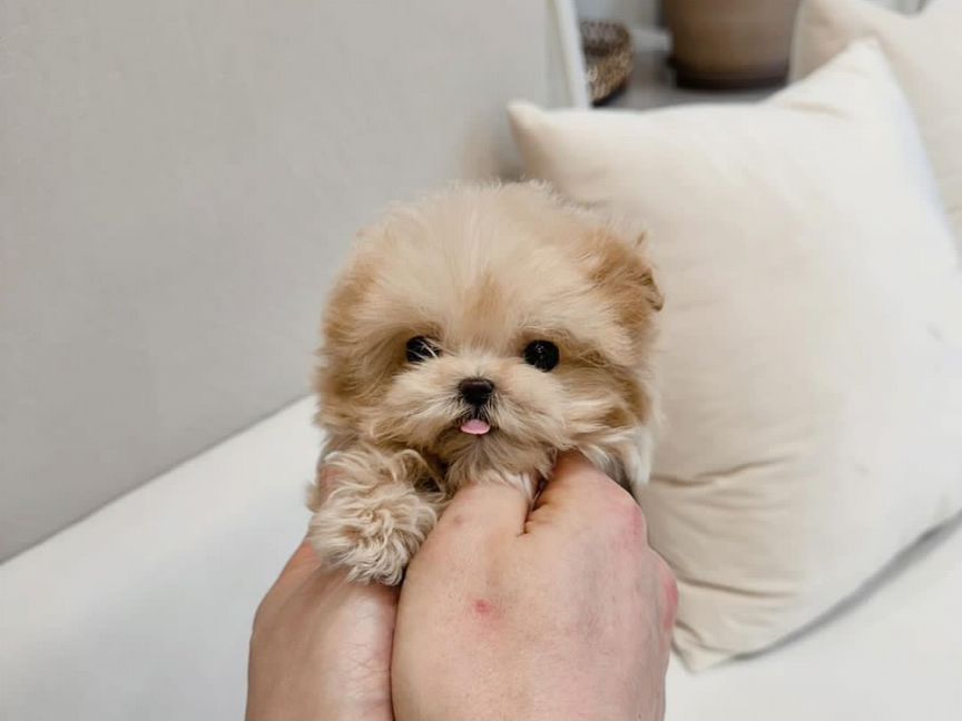 Мальтипу тикап Импорт Корея мальчик