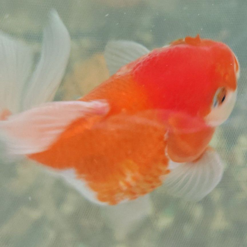 Золотая Рыбка