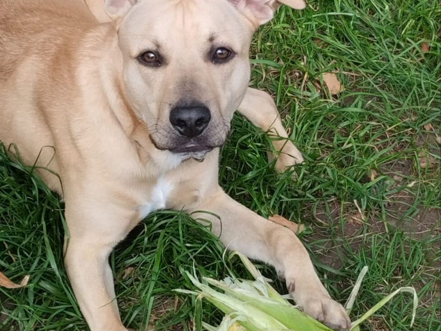 Собака в добрые руки