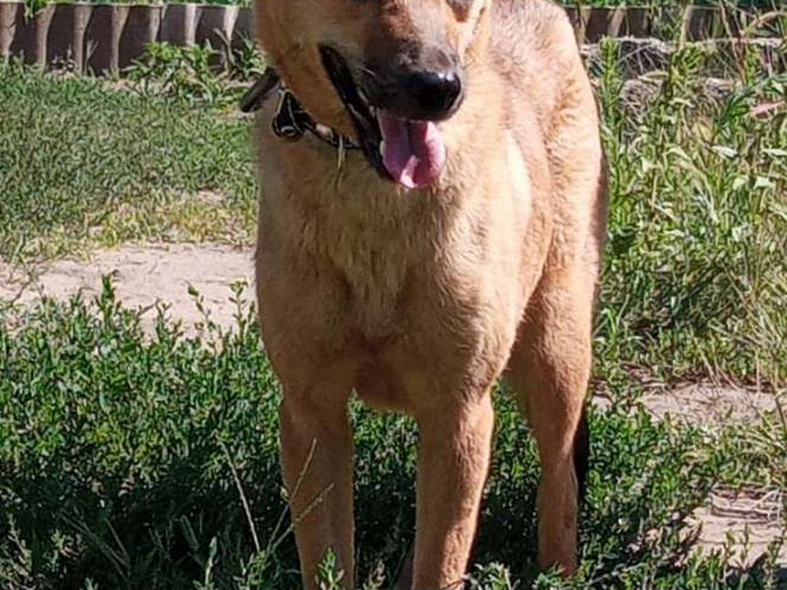 Рокси ищет дом