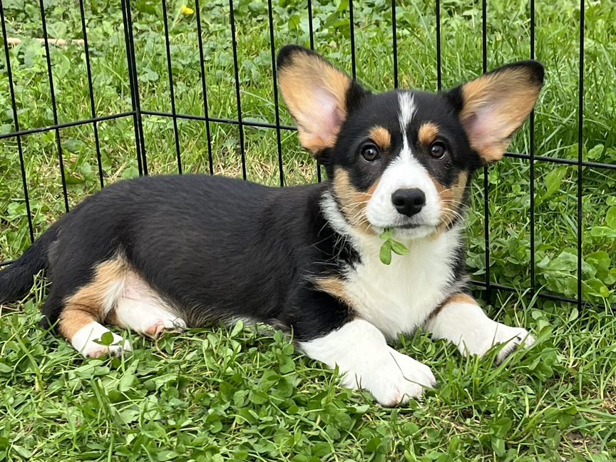 Вельш-корги кардиган девочка