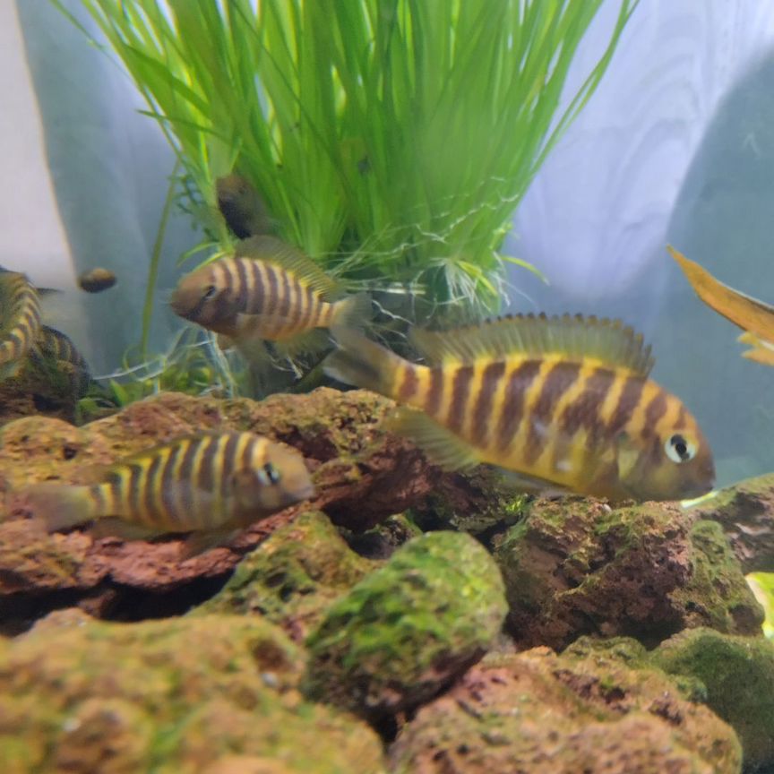 Трофеусы Бришарди Буломбора