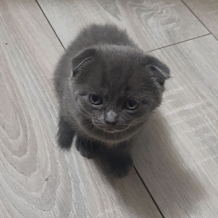 Котята вислоухие и велюровый кот