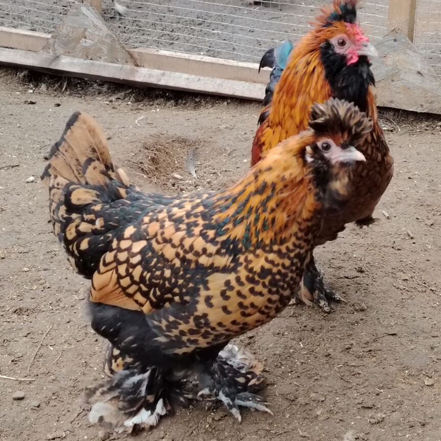 Куры несушка