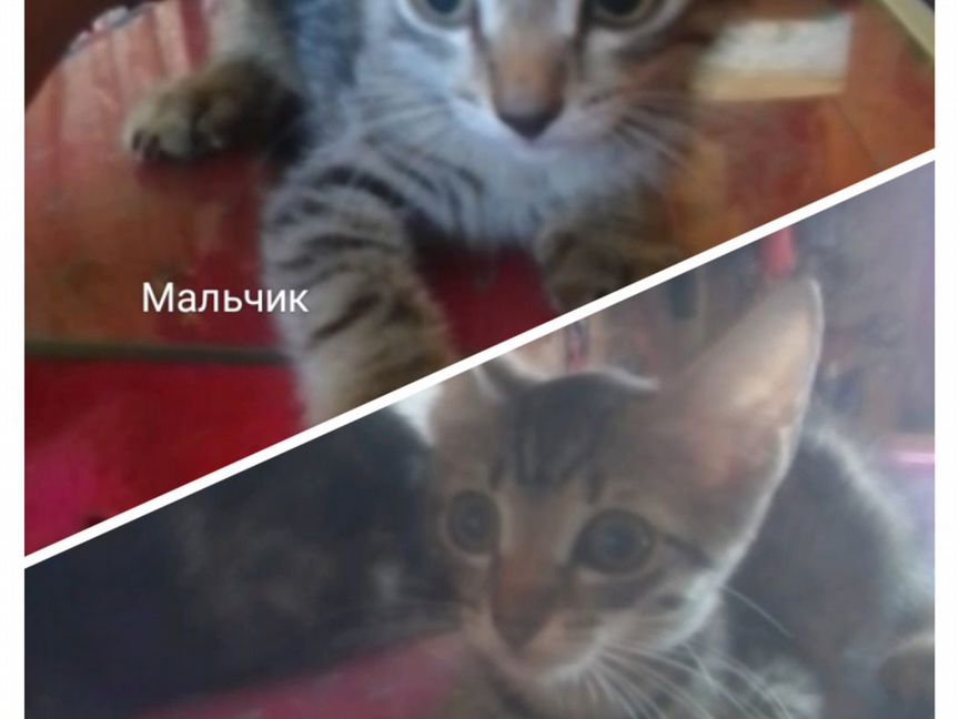 Котята в добрые руки бесплатно