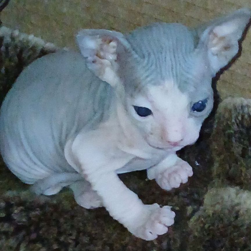 Донской сфинкс котёнок