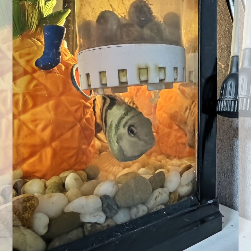 Аквариумные рыбки