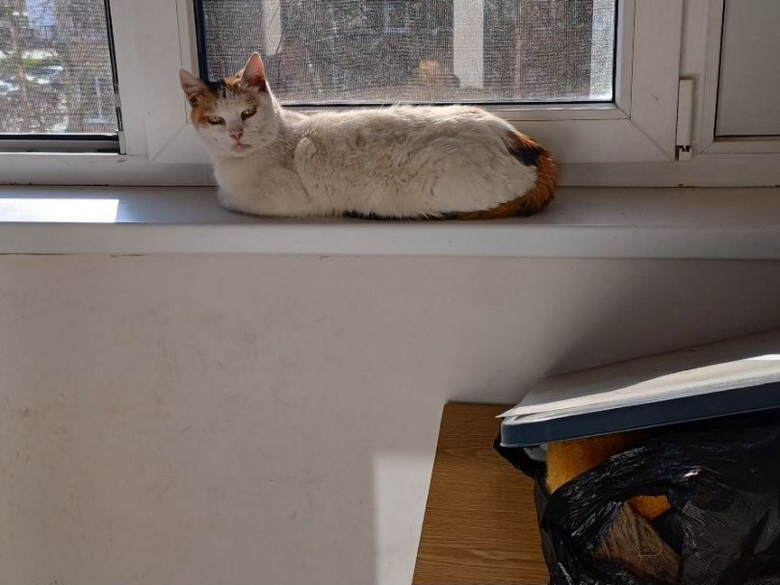 Кошка