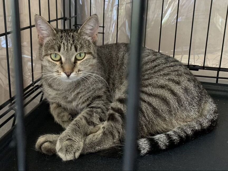 Ася в добрые руки