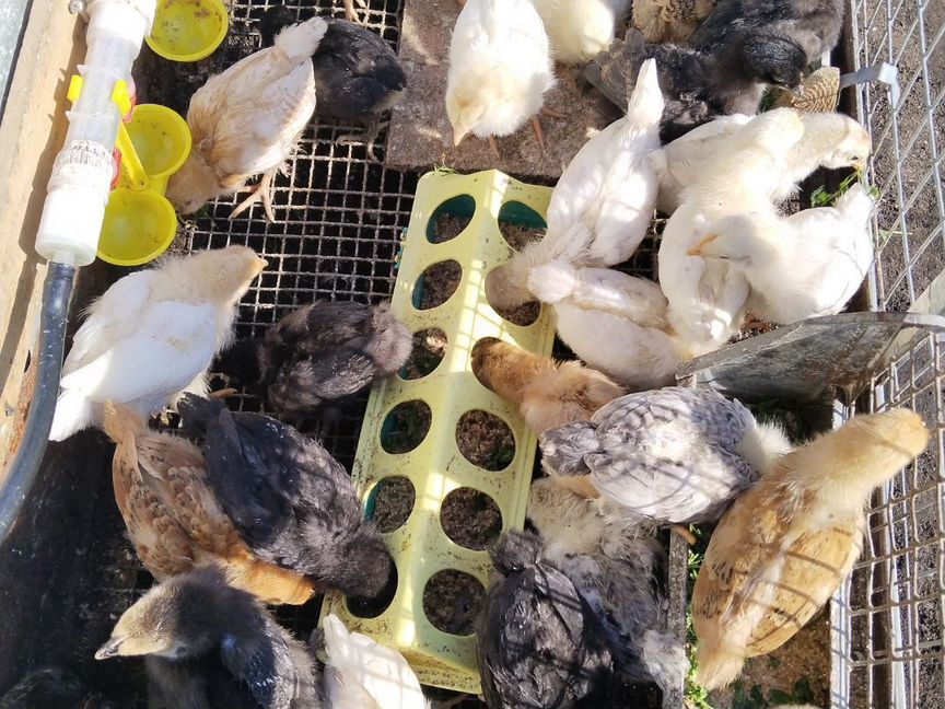 Цыплята домашние несушки