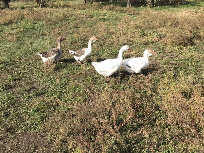 Семья гесей