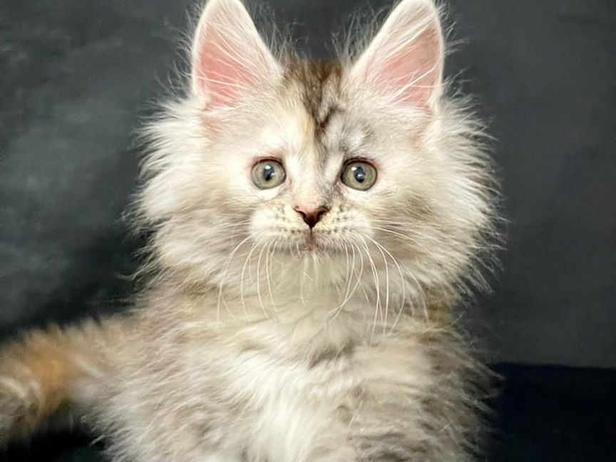 Котята мейн-кун девочки