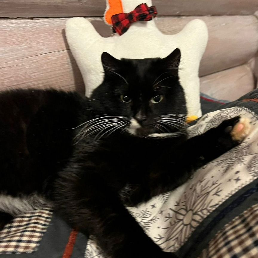 Котик в добрые руки