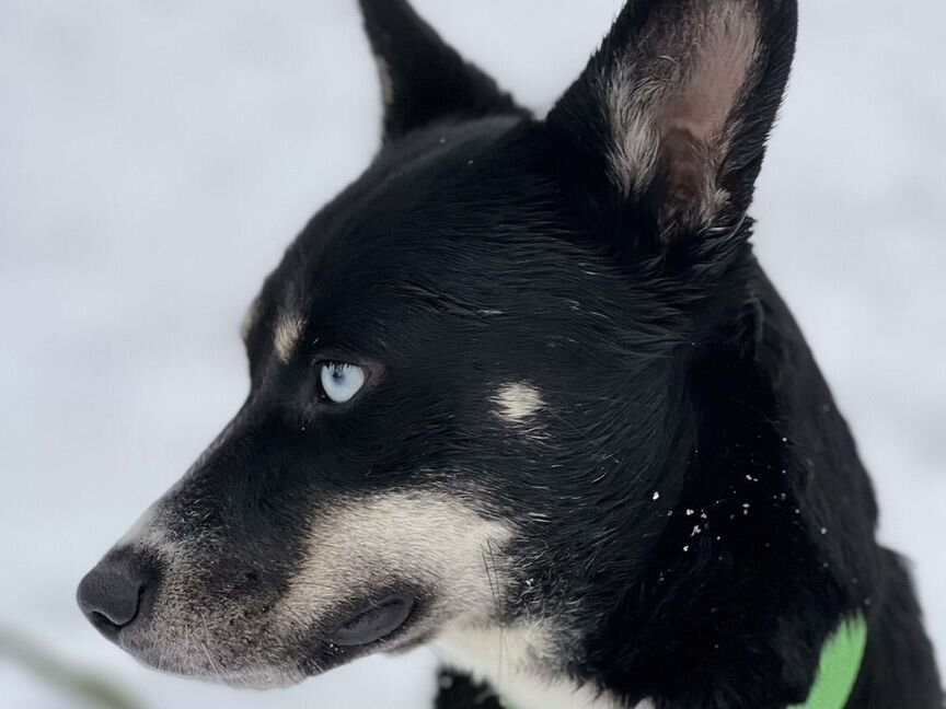Собака метис девочка стерилизованая в добрые руки