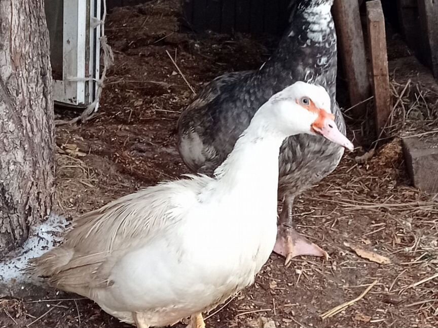 Индоутки пара