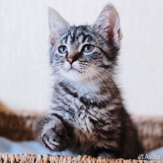 Милая, полосатая ласковая девочка котёнок 2,5 м